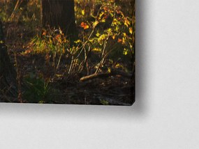 Liox XXL Obraz ranní paprsky v lese Rozměr: 200 x 100 cm