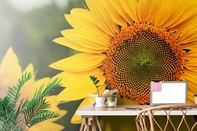 Tapeta krásná žlutá slunečnice - 150x100 cm