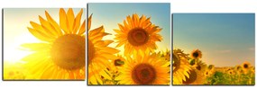 Obraz na plátně - Slunečnice v létě - panoráma 5145D (150x50 cm)