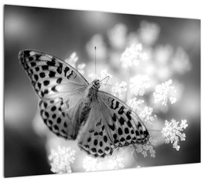 Obraz - Detail motýla opylující květ (70x50 cm)