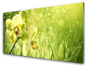 Plexisklo-obraz Tráva Příroda Rostlina 125x50 cm