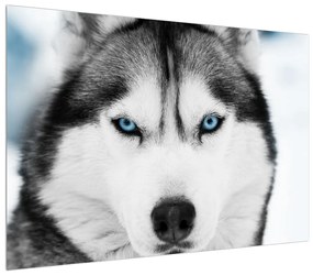Obraz psa husky (100x70 cm)