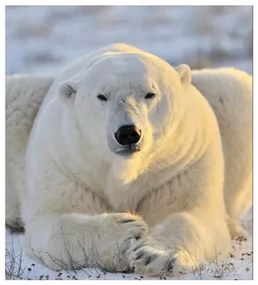 DIMEX | Vliesová fototapeta na zeď Lední medvěd MS-3-0220 | 225 x 250 cm | šedá, bílá
