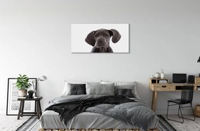 Obrazy na plátně hnědý pes 125x50 cm