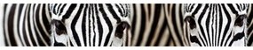 DIMEX | Fototapeta do kuchyně Zebra KI-350-016 | 350 x 60 cm | černobílá