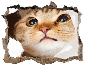 Wallmuralia Díra 3D fototapeta na stěnu Kočka v díře 95x64 cm