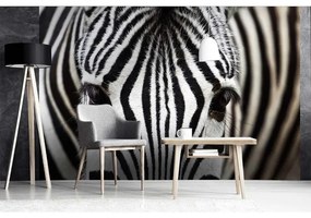 DIMEX | Samolepicí vliesová fototapeta na zeď Zebra MA-5-0234 | 375 x 250 cm | bílá, černá