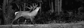 Obraz majestátní jelen v černobílém provedení - 120x40 cm
