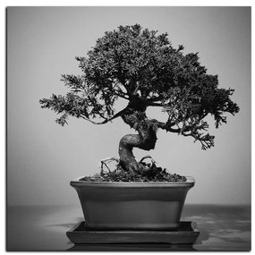 Obraz na plátně - Bonsai - čtverec 3244QA (50x50 cm)