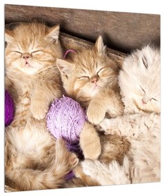 Obraz spících koťat (40x40 cm)