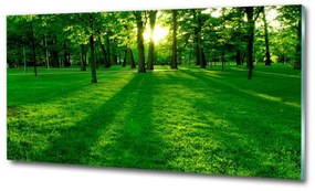 Wallmuralia Foto obraz skleněný horizontální Tráva v parku 100x50