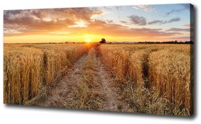 Wallmuralia Foto obraz na plátně Pole pšenice 100x50