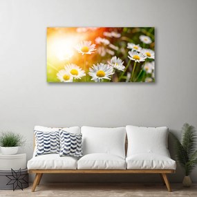 Obraz na plátně Sedmikrásky Květiny Paprsky 100x50 cm