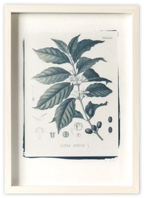 Botanická fotografie na zeď  - Káva - 21 x 30 cm (A4) / bez rámu (s háčkem na zavěšení)