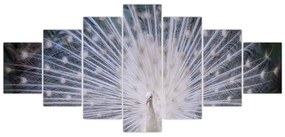 Obraz - Bílý páv (210x100 cm)