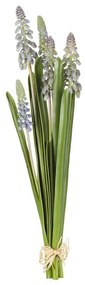 Modřence (Muscari) svazek, 25 cm