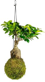 Gardners Kokedama Ficus Microcarpa Ginseng (XL)
