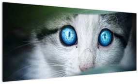 Obraz kočky, zářivé oči (100x40cm)