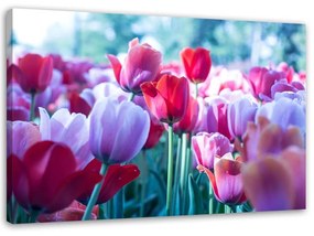 Obraz na plátně Tulipány Červený fialový květ - 90x60 cm