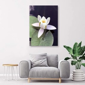 Gario Obraz na plátně Vodní lilie Rozměry: 40 x 60 cm