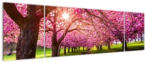 Obraz rozkvetlých třešní, Hurd Park, Dover, New Jersey (170x50 cm)