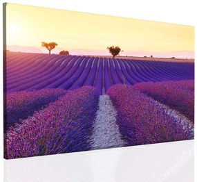 Obraz Provence Velikost (šířka x výška): 120x80 cm