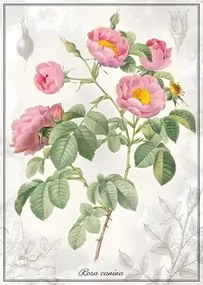 INTERDRUK Puzzle Botanic: Růže / 1000 dílků / rozměr 48 × 67 cm