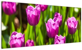 Obraz kvetoucích tulipánů (100x40cm)