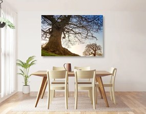 Obraz symbióza stromů Varianta: 120x80