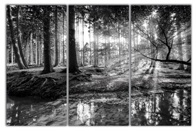 Malvis ® Obraz černobílá pohoda lesa Velikost: třídílný obdélník - 120x80 cm