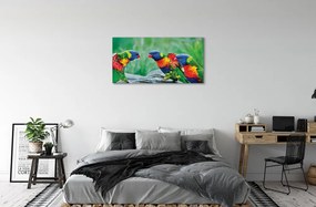 Obrazy na plátně Barevný papoušek stromu 120x60 cm