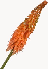 Sada umělých květin Kniphofia, 2 díly