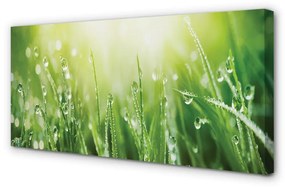 Obrazy na plátně Tráva slunce kapky 100x50 cm