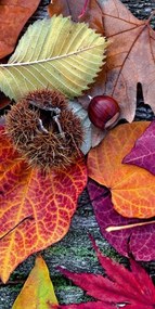 Dvoudílná vliesová fototapeta Podzimní listí, rozměr 150x250cm, MS-2-0112