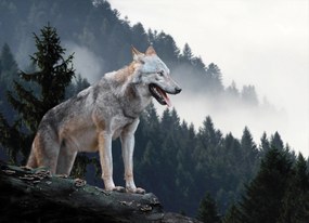Malvis ® Tapeta Vlk v lese Vel. (šířka x výška): 360 x 260 cm