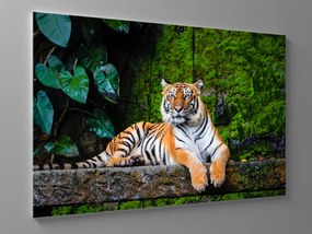 Liox Obraz ležící tygr Rozměr: 150 x 100 cm