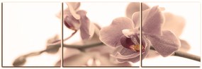 Obraz na plátně - Orchidej květ izolována na bílém pozadí - panoráma 5222FC (120x40 cm)