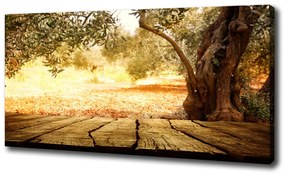 Wallmuralia Foto obraz na plátně Olivový strom 100x50