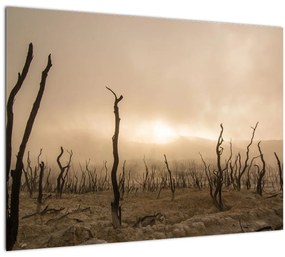 Skleněný obraz - Holé stromy (70x50 cm)