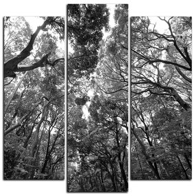 Obraz na plátně - Zelené stromy v lese - čtverec 3194QC (105x105 cm)