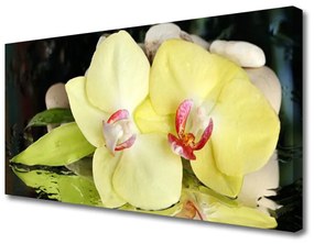 Obraz na plátně Okvětní Plátky Orchidej 100x50 cm