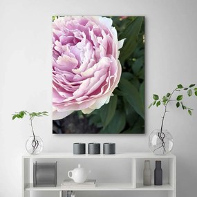 Obraz na plátně, Pivoňka Květina Rostlina - 60x90 cm