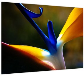 Obraz - Exotický květ (70x50 cm)
