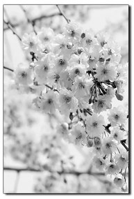Slika na platnu - Trešnjin cvijet - pravokutnik 7279QA (120x80 cm)
