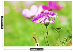 Fototapeta Cosmos Purple 104x70