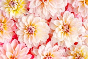 Fototapeta pastelové květiny dálie