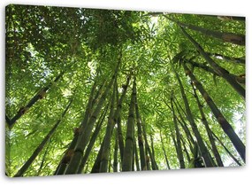 Gario Obraz na plátně Vrcholy bambusů Rozměry: 60 x 40 cm