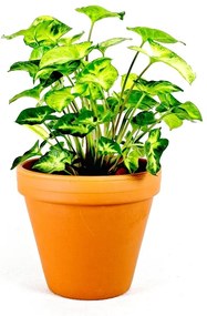 Pokojová rostlina Syngonium podophyllum pixie, průměr 12 cm