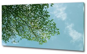 Wallmuralia Fotoobraz na skle Listí na obloze 100x50