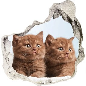 Wallmuralia Díra 3D fototapeta na stěnu Kočičky na ručníku 75x75 cm